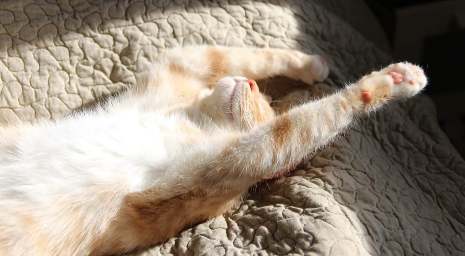 17 Sleeping Cats Positions Meanings [#3 Means Your Cat LOVES YOU ...