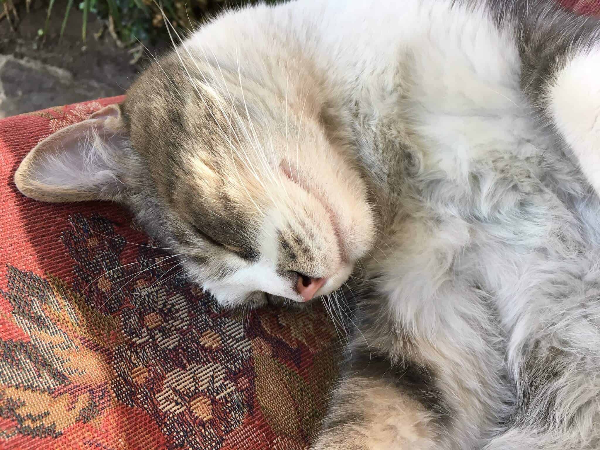 17 Sleeping Cats Positions Meanings [#3 Means Your Cat LOVES YOU ...