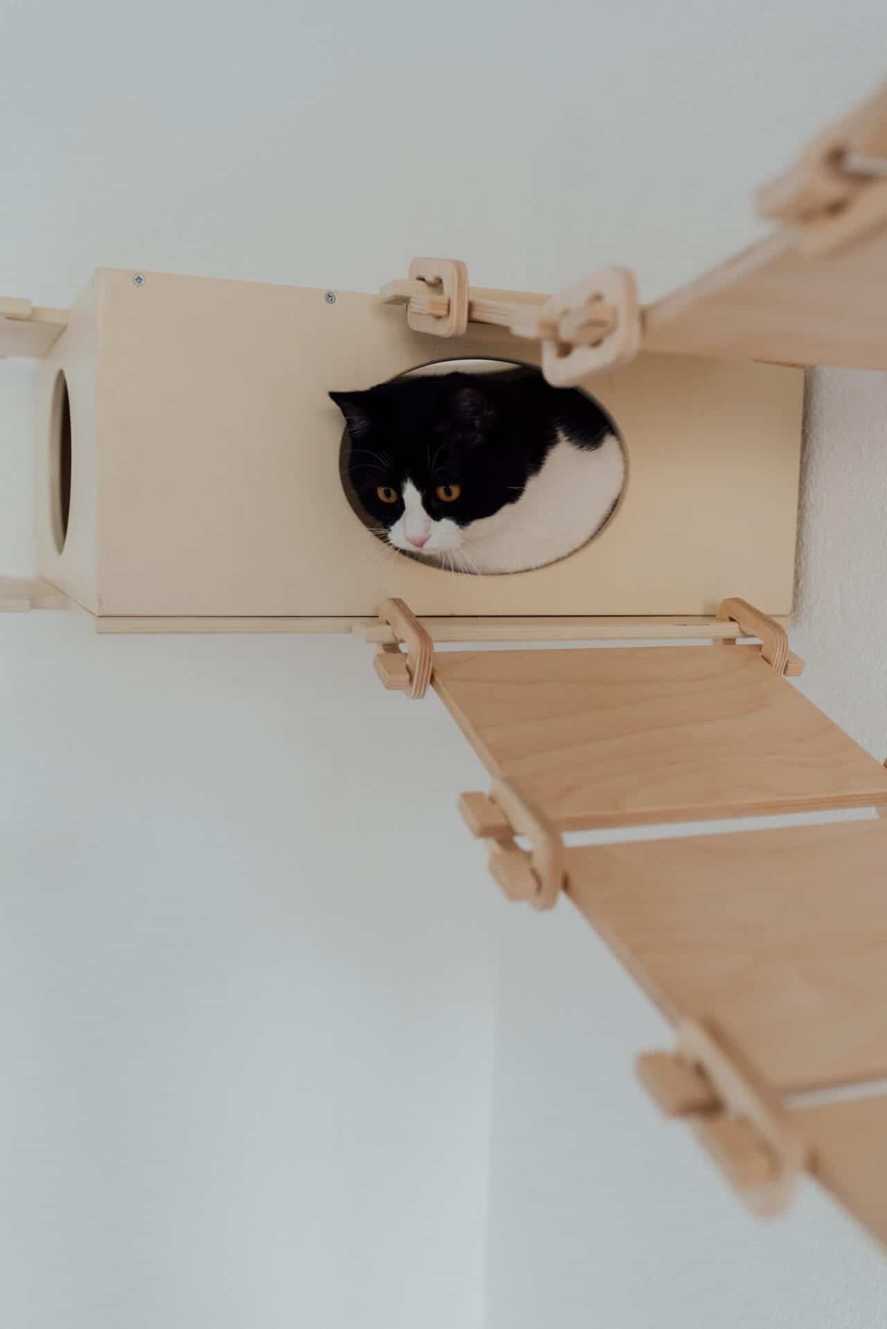 Catificationon A Budget [13+ Options For All Budgets] - Cats And ...